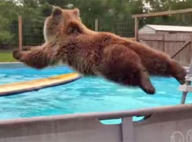 Oso nada en su piscina pero todavía no sabe surfear (video) - La Opinión