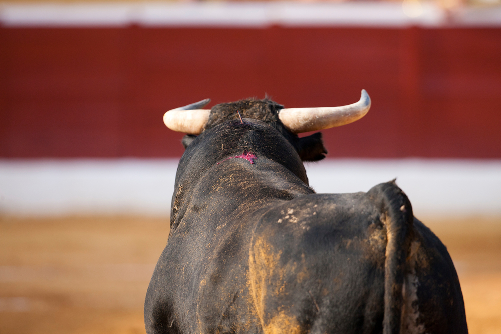 Torero mexicano recibe cornada en mandíbula y cuello - La Opinión