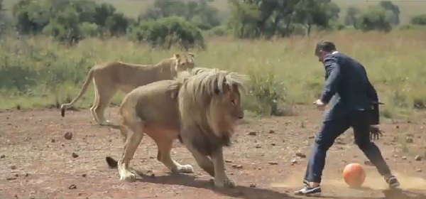 Viral en TikTok | Supuesto ”león” paseado por un humano causa pánico en ...