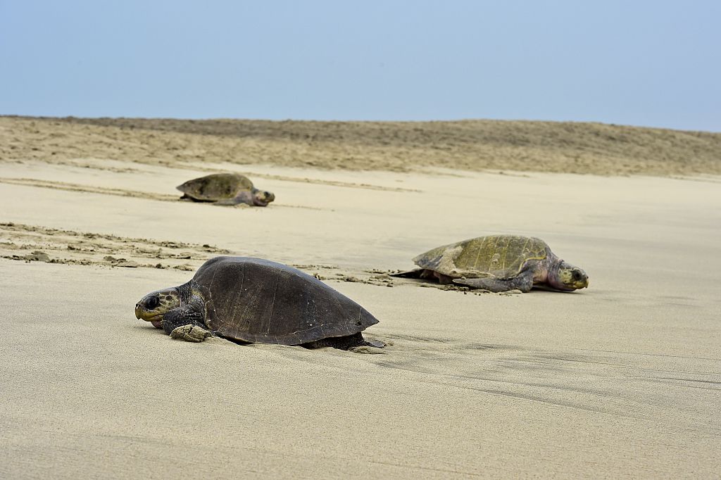 La arribada: cuando 30 mil tortugas regresan a su santuario en México ...