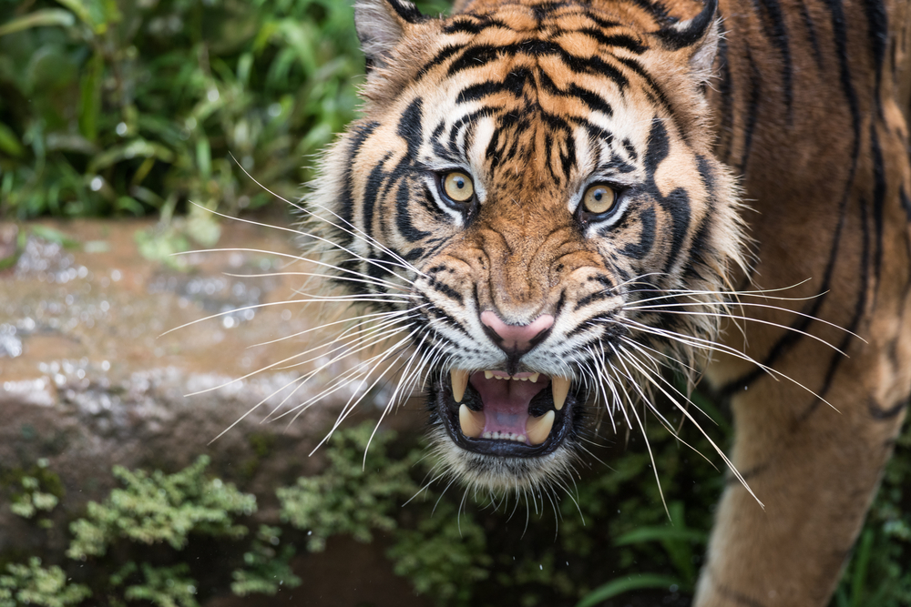 Tigre mata a turista en zoológico de China - La Opinión