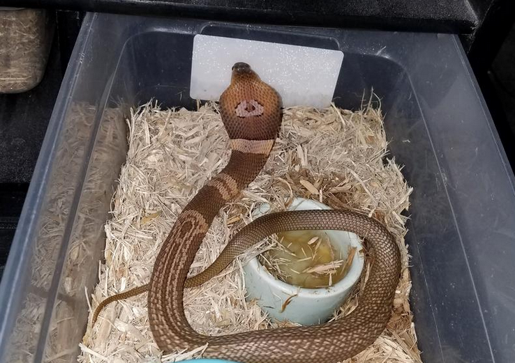 Cobra escapa de una vivienda y aterroriza a una comunidad en Florida ...