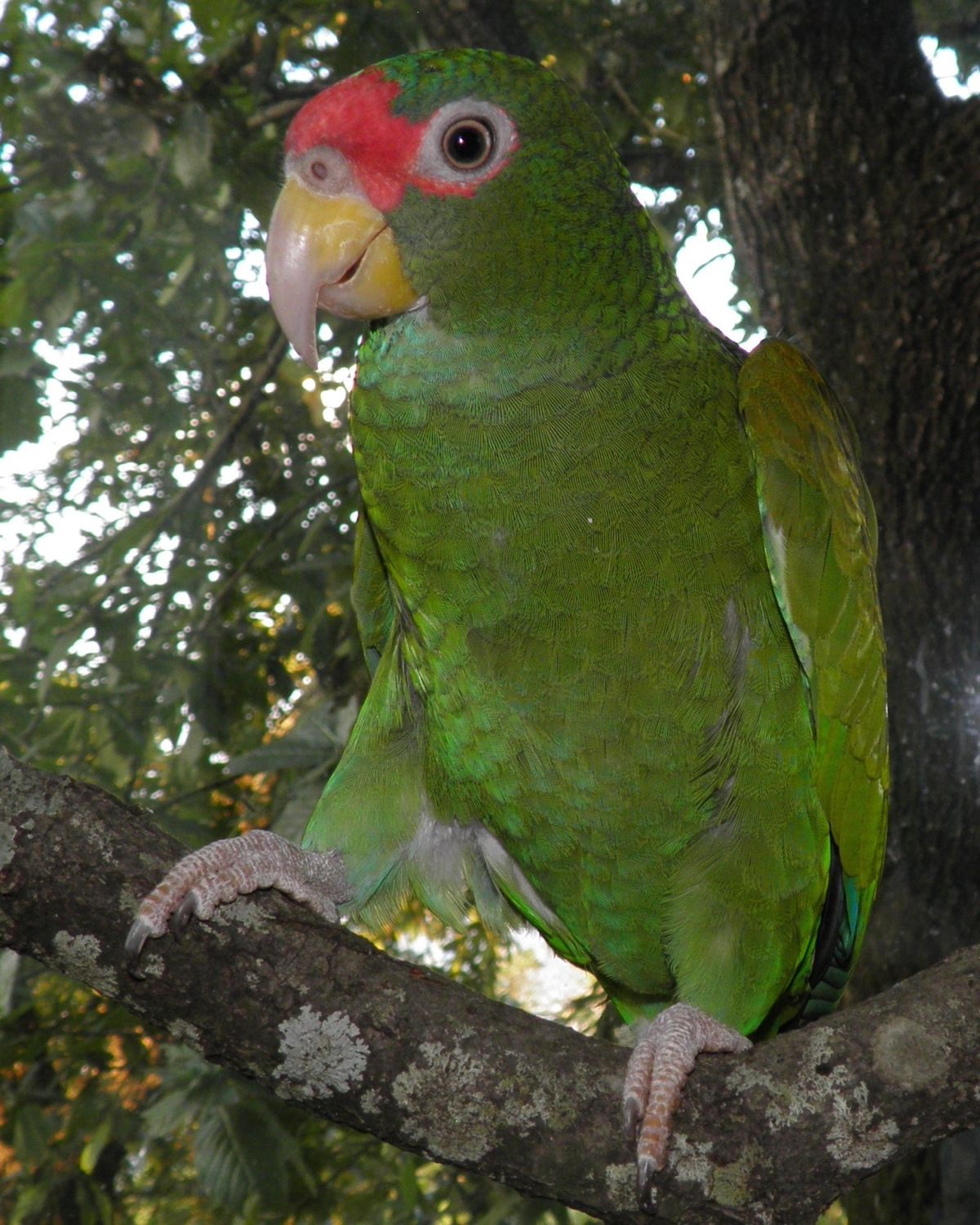 Amazonas de alas azules: la nueva especie de loros hallada en Yucatán ...