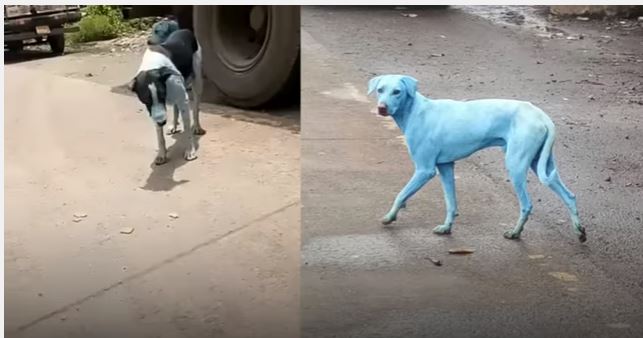 Video: Los extraños perros azules que deambulan en las calles de Bombay ...