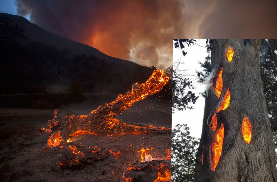 El increíble video de un árbol quemándose por dentro asemeja un portal ...