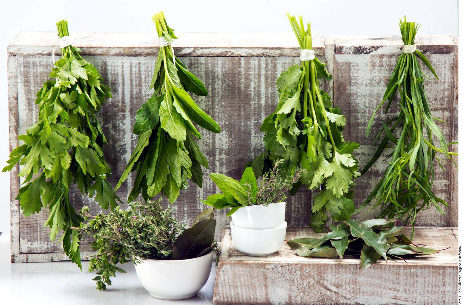 7 hierbas que ayudan a fortalecer el sistema inmunológico | La Opinión