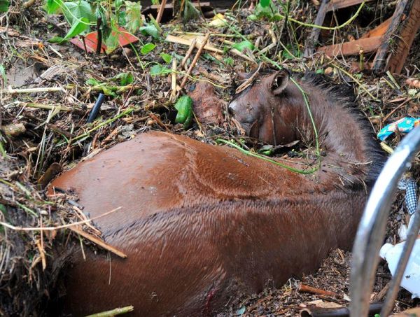 Hallan decenas de caballos muertos en Miami, presumen que los usaron en ...