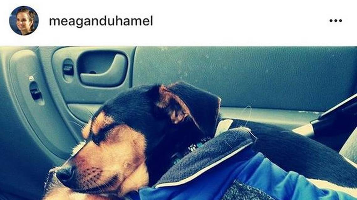 Patinadora olímpica rescató a 2 perros surcoreanos destinados a ser ...