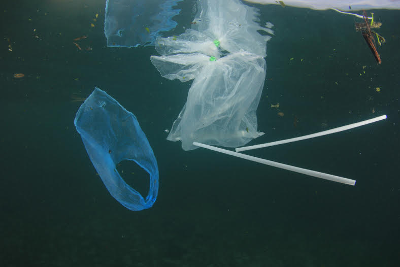 Ayudando a la tierra, un popote a la vez - La Opinión