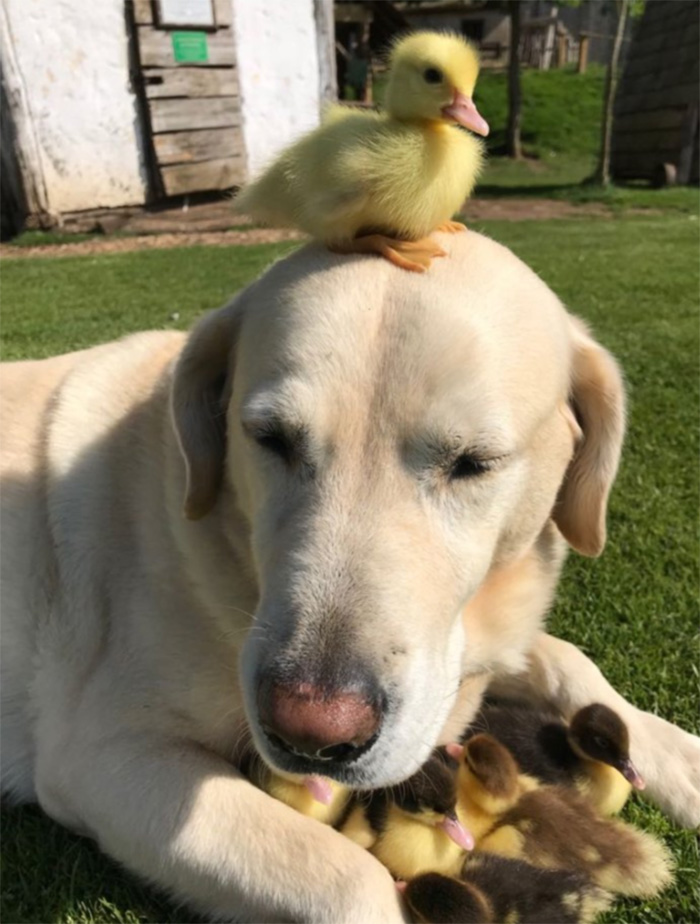El vídeo viral de un perro cuidando a nueve patitos te salvará el día ...