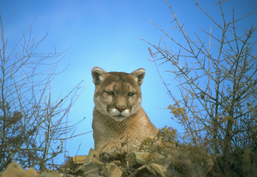 Para cuidar de sus pumas, California necesita contarlos - La Opinión