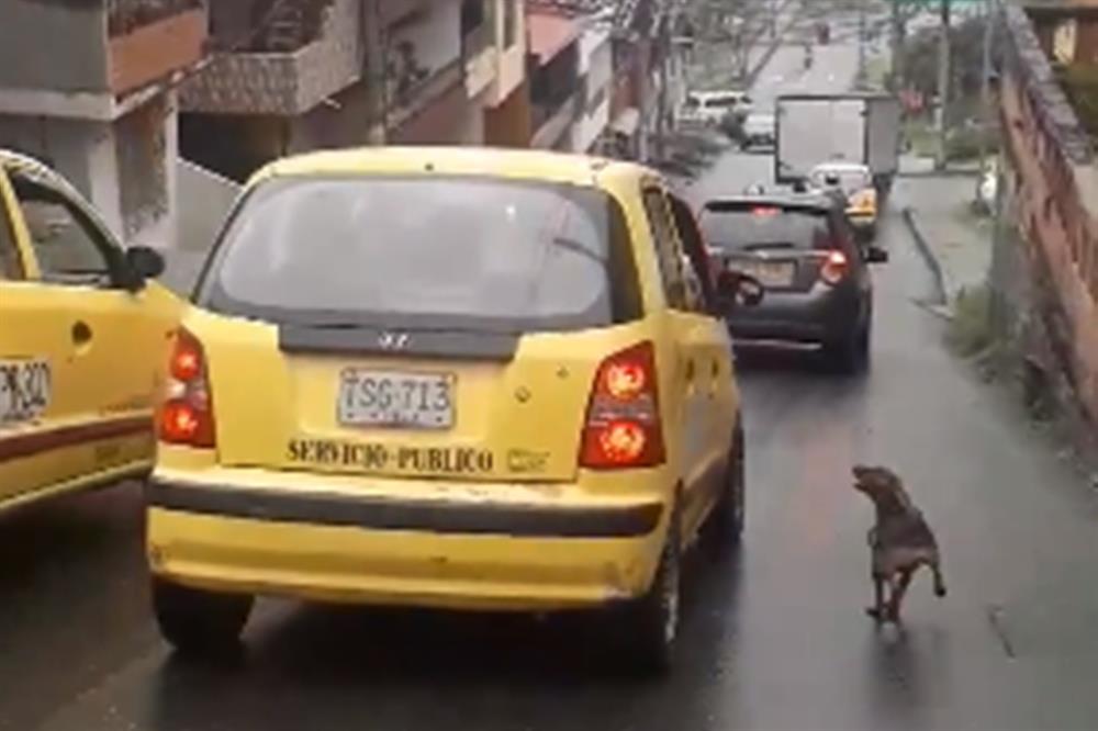 Video Desgarrador Momento De Un Perro Corriendo 20 Cuadras Detrás De