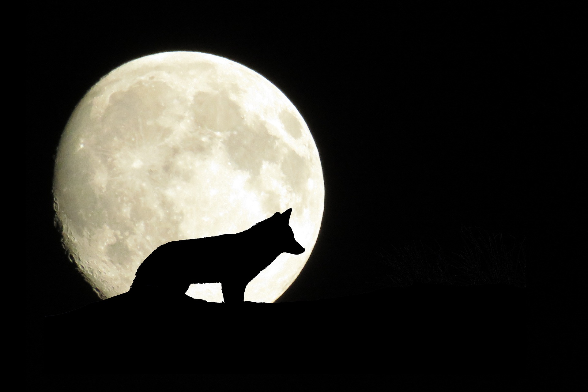 Cómo ver el eclipse total de la super Luna de Lobo en enero - La Opinión