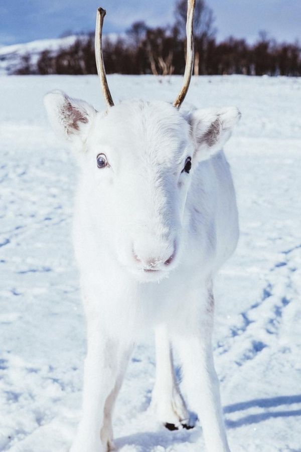 La foto viral de un extraño reno blanco, ¡lo más visto en internet ...