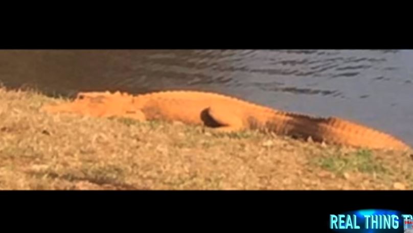 Sorprenden caimanes color naranja en Carolina del Sur - La Opinión