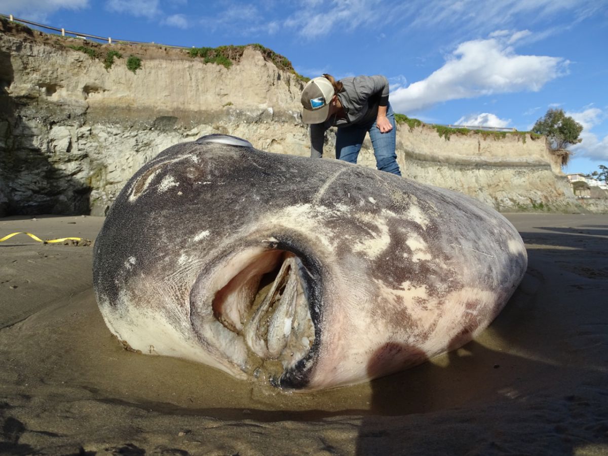 Un gigantesco y raro pez aparece en una playa de California - La Opinión