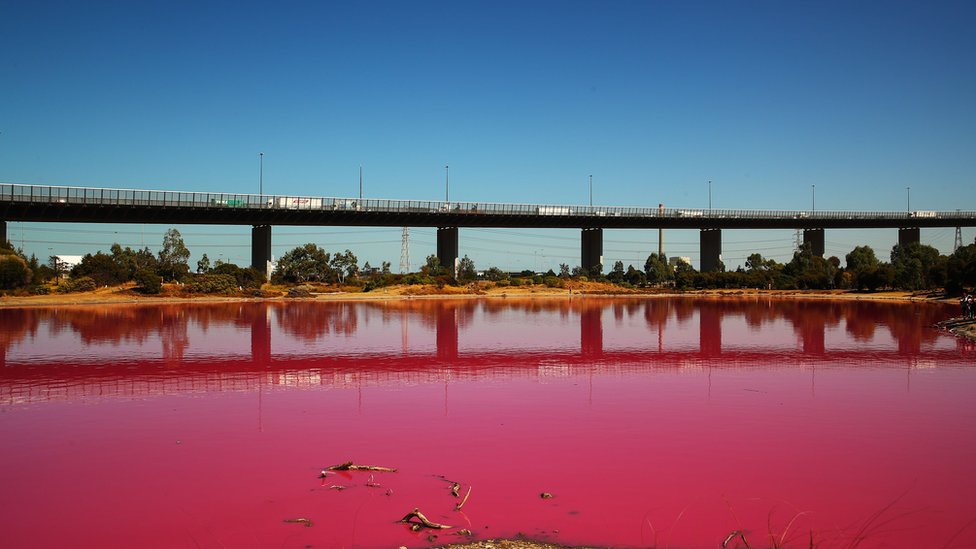 Lago rosado de Melbourne: las impresionantes imágenes de este fenómeno ...