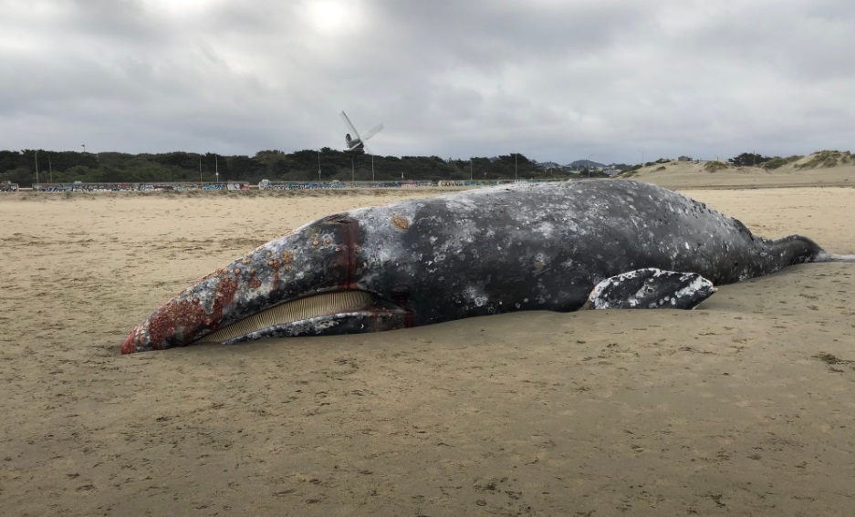 Hallan una ballena muerta en la bahía de San Francisco. Es la novena en ...