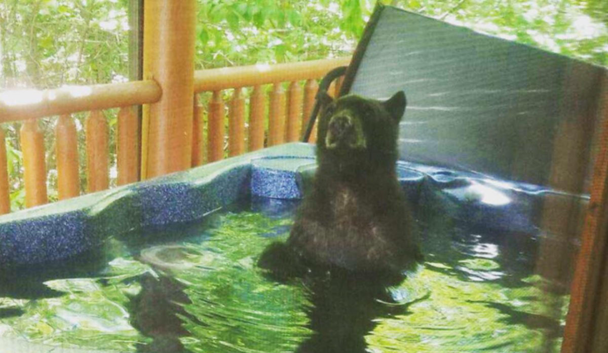 Captan a familia de osos disfrutando de un “hot tub” en Tennessee - La ...