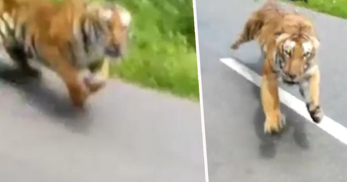 VÍDEO: Tigre ataca a motoristas en la carretera, ¡impresionantes ...