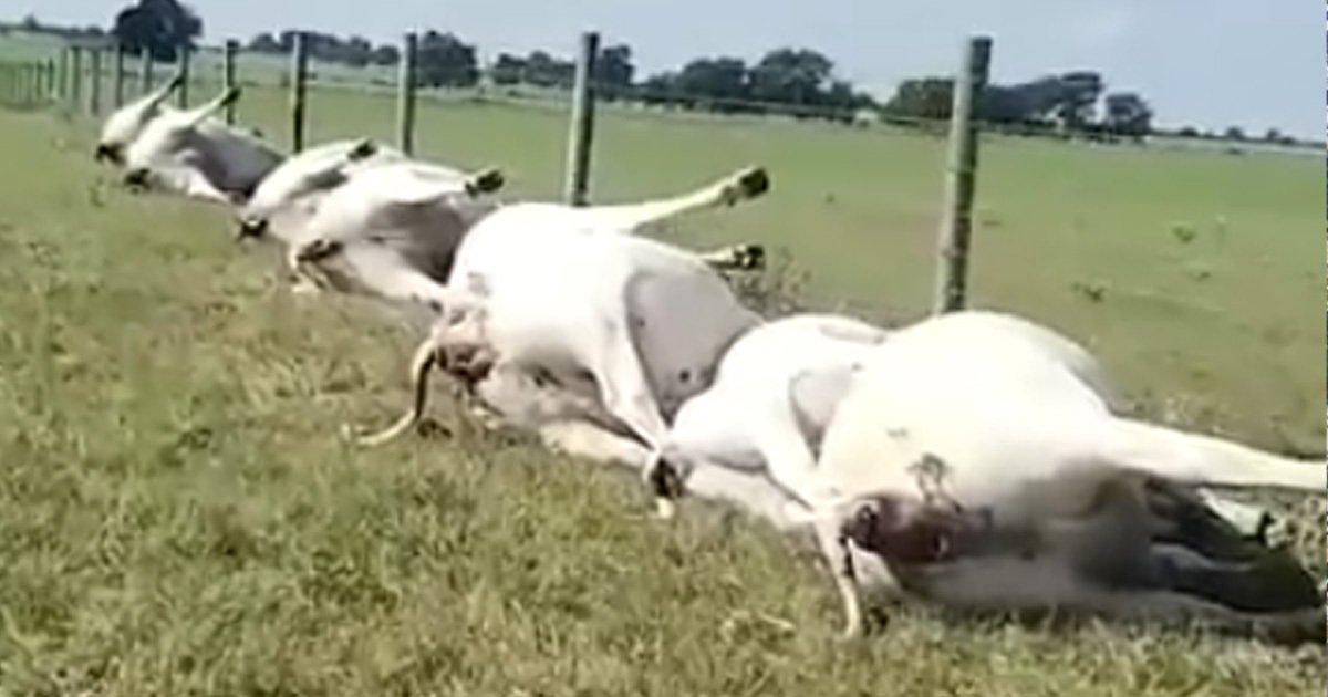 Desgarradoras imágenes del impacto de un rayo sobre unas vacas - La Opinión