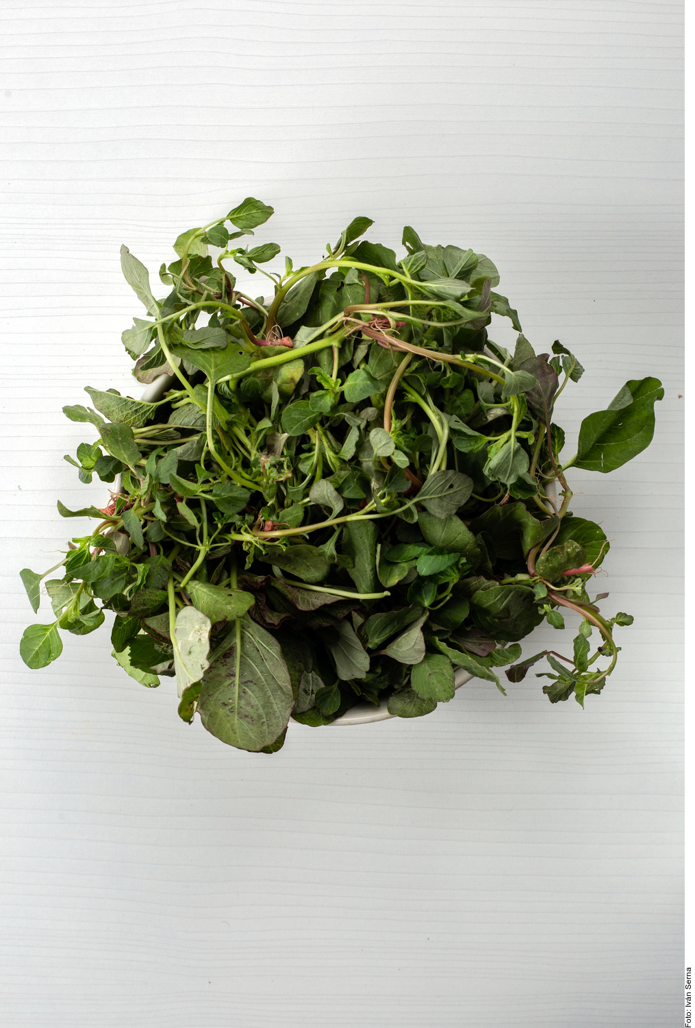 ¿Sabes qué son los quelites? Tesoro de la gastronomía mexicana con ...