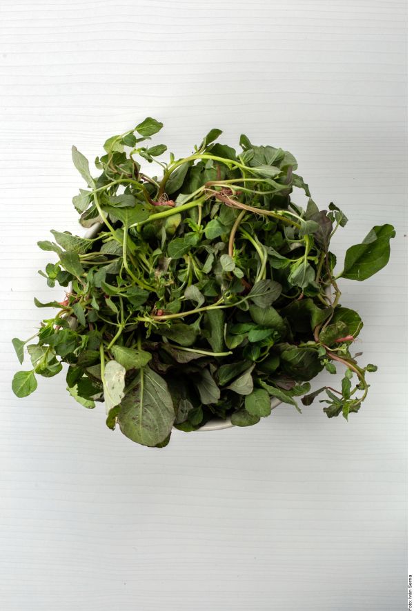 ¿Sabes qué son los quelites? Tesoro de la gastronomía mexicana con ...