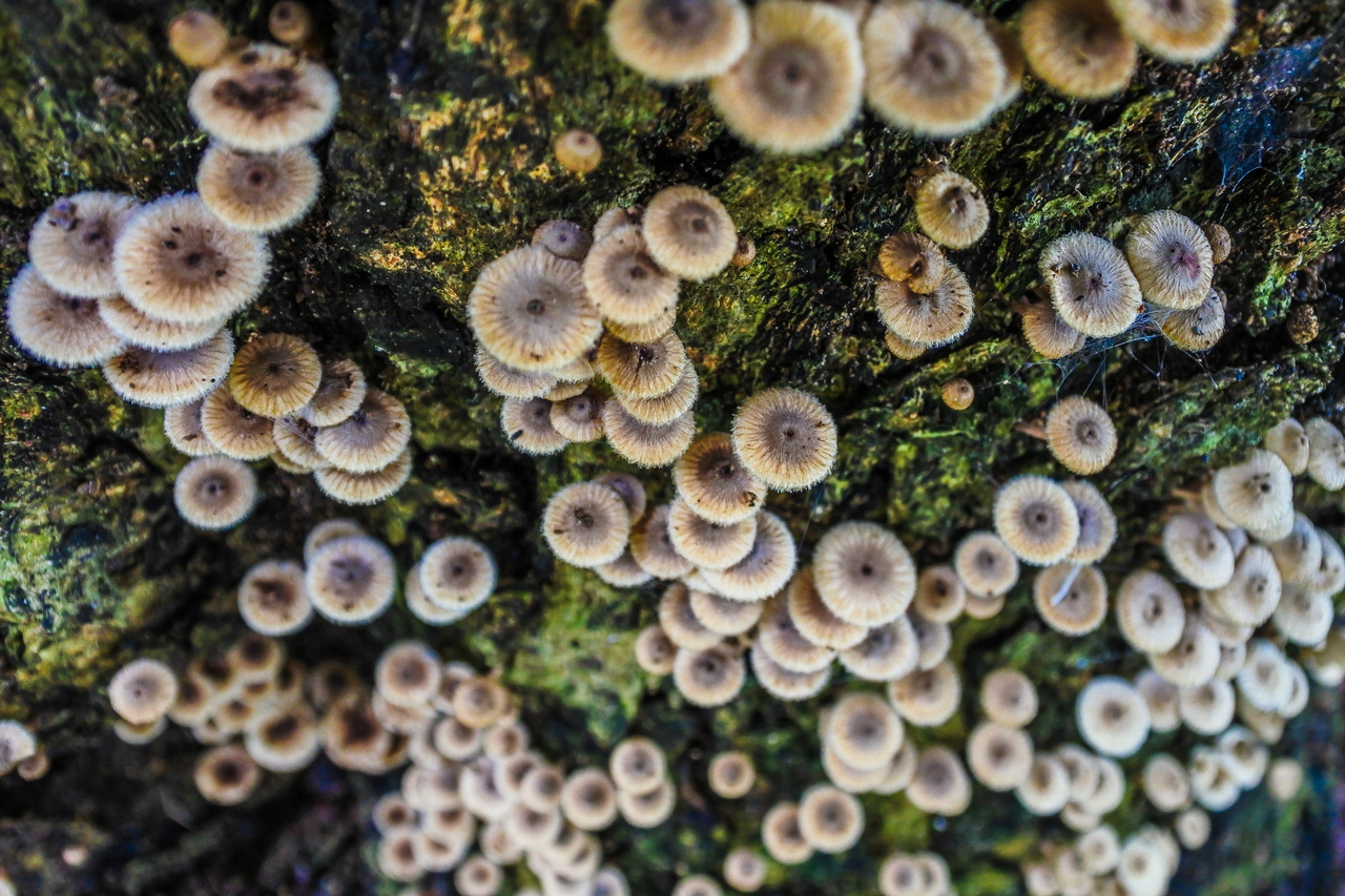 ¿Cómo saber si un hongo es comestible, alucinógeno o venenoso? - La Opinión