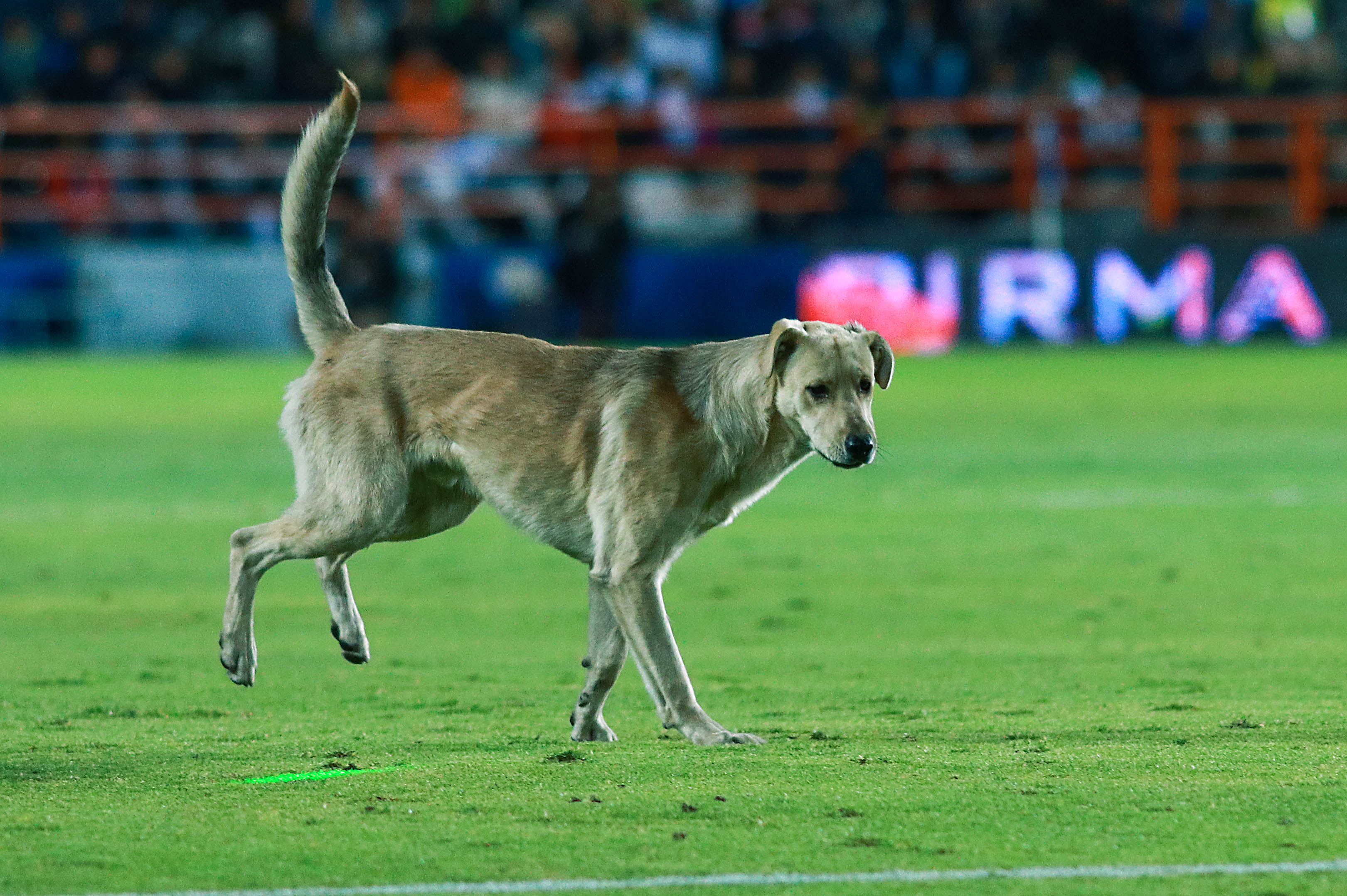 ‘Canelo’, el perrito que causa sensación tras invadir un campo de ...