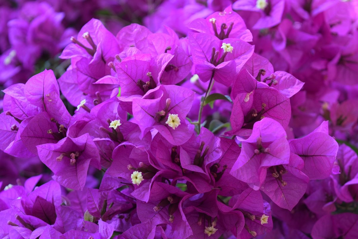 ¿Cómo comer la bugambilia y cuáles son sus beneficios? - La Opinión