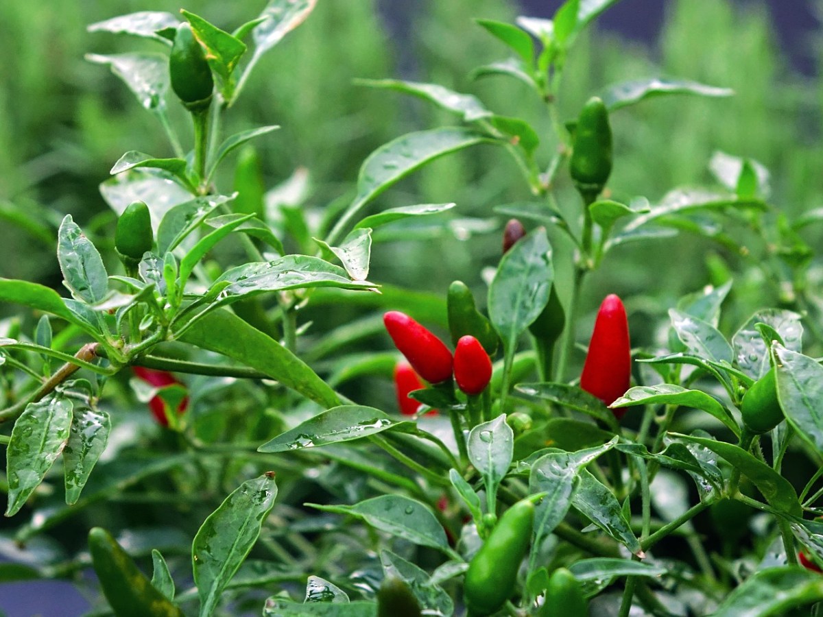 Qué vegetales puedo plantar en mi casa fácilmente y comerlos - La Opinión