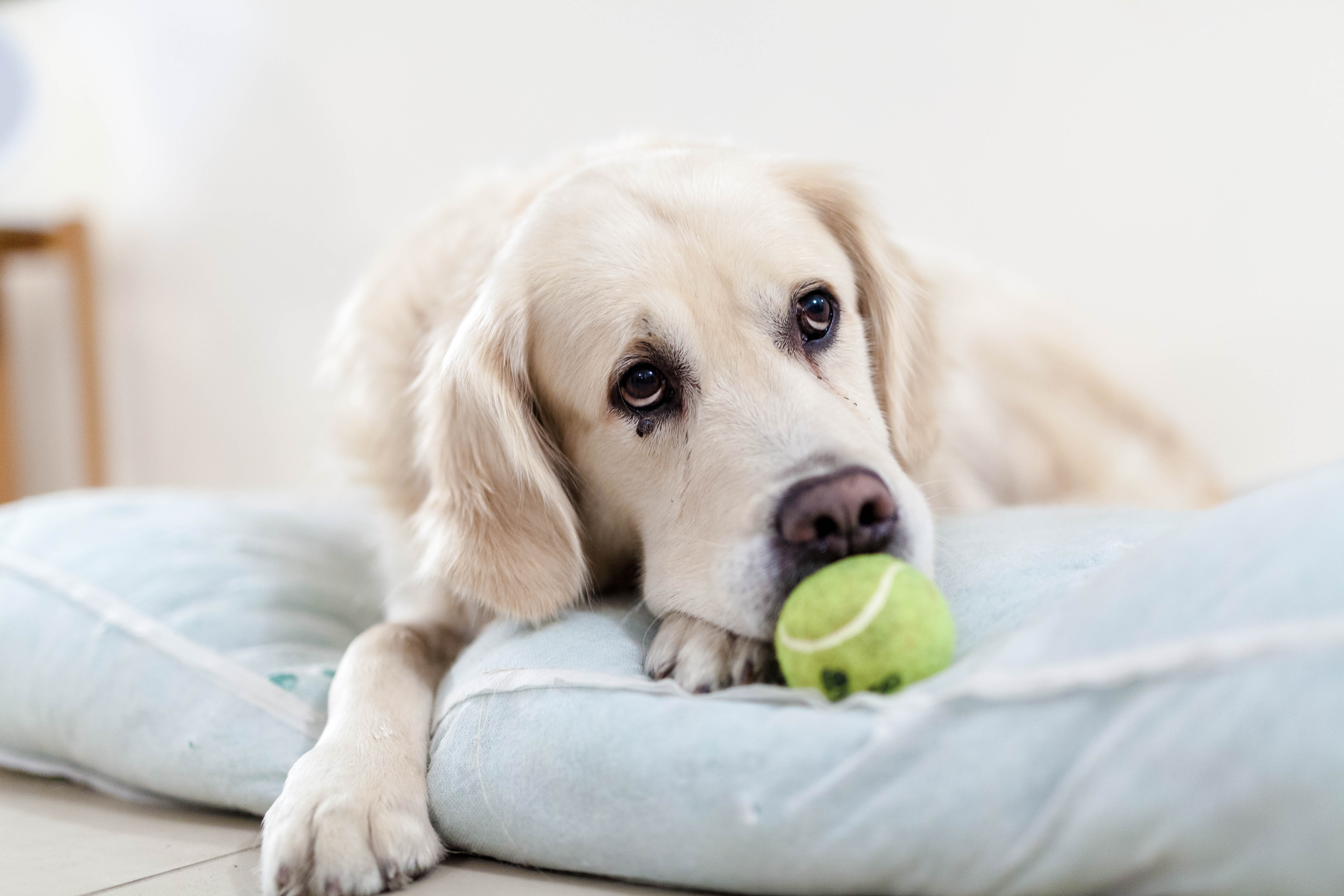 Los síntomas de un perro "triste" y cómo ayudarlo - La Opinión
