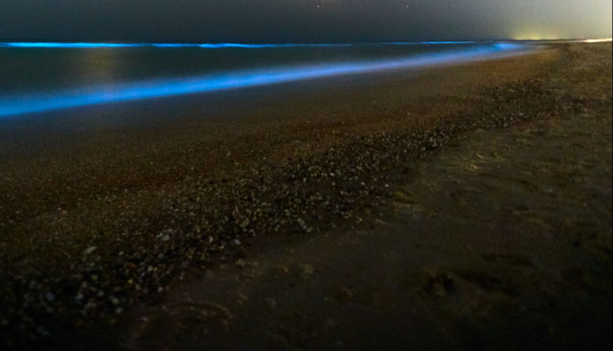 ¿Por qué las playas de California brillan con bioluminiscencia? - La ...