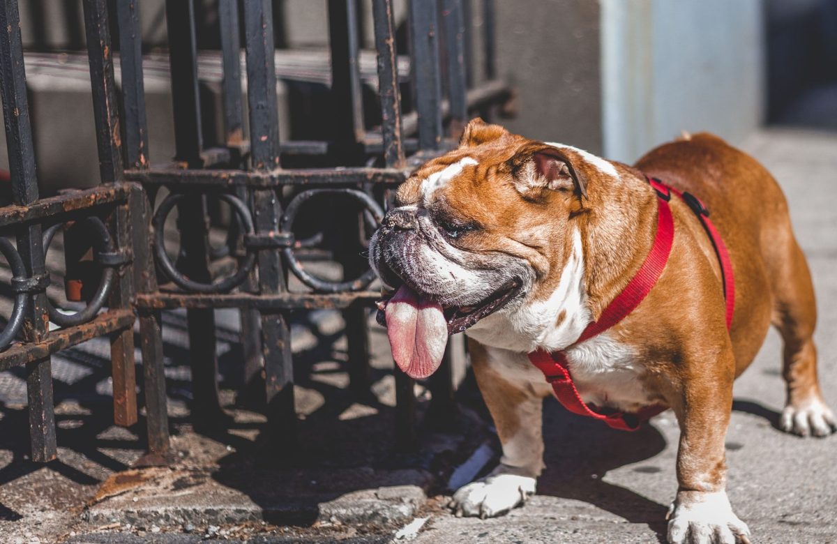 El perrito más triste de toda la cuarentena sigue enamorando al mundo y ...