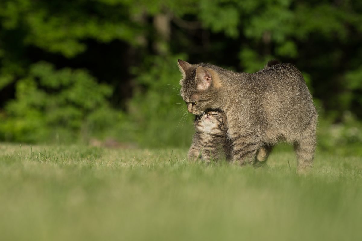 Causa sensación en Internet gato que llevó a su cría herida al hospital ...