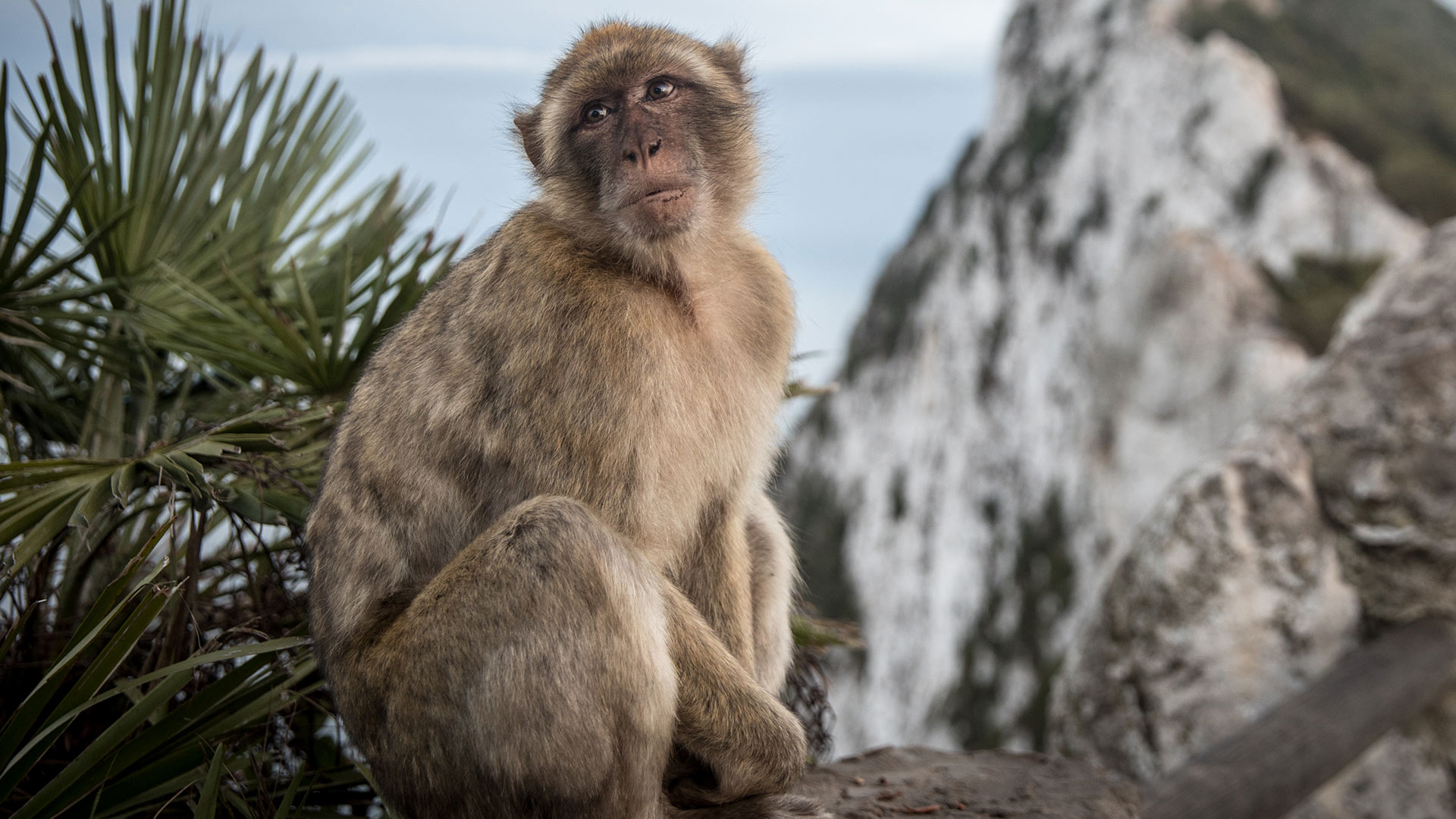A los monos les gustan los avatares más parecidos a ellos | La Opinión