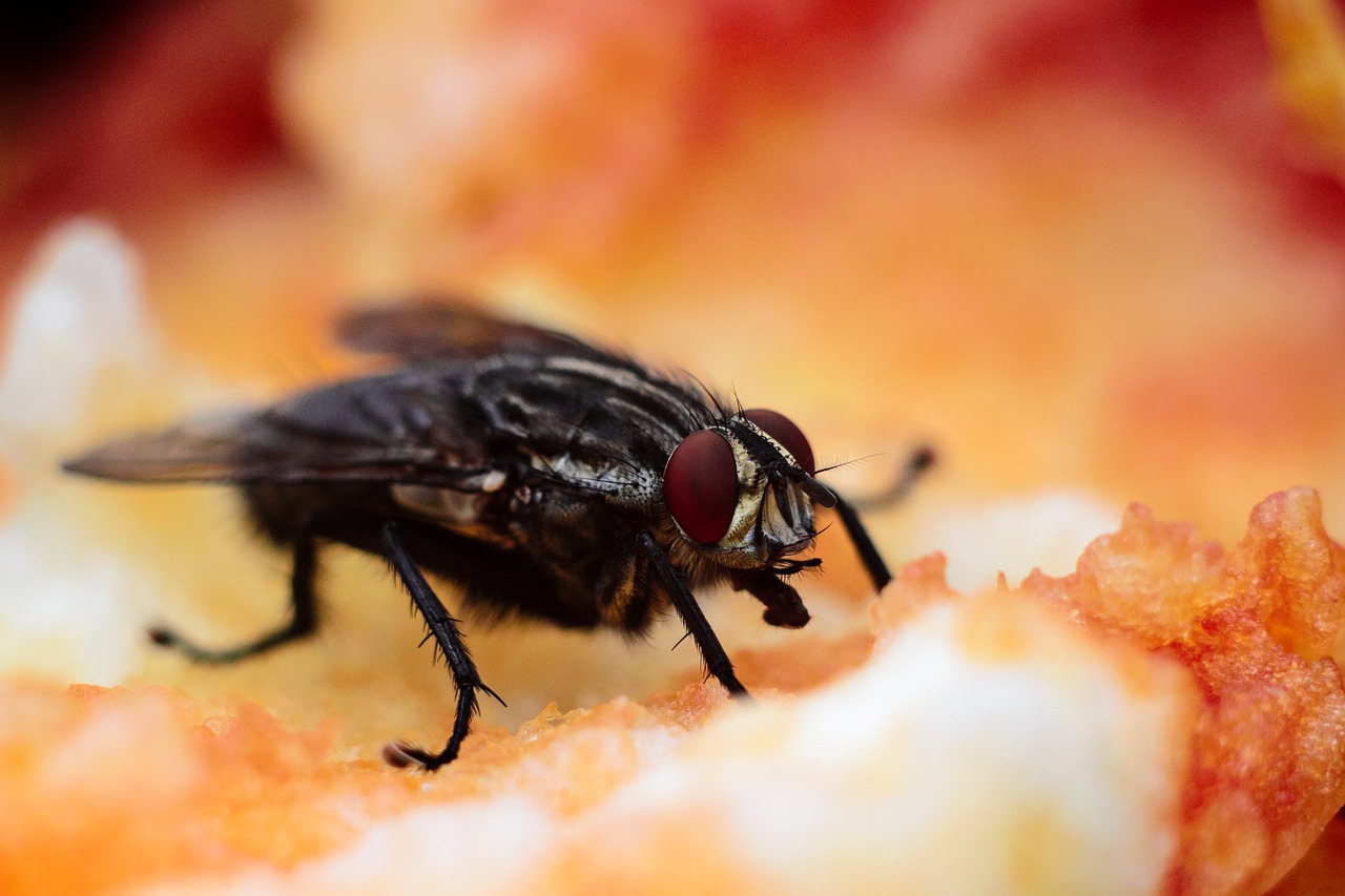 Lo que realmente pasa cuando una mosca se para en tu comida | La Opinión