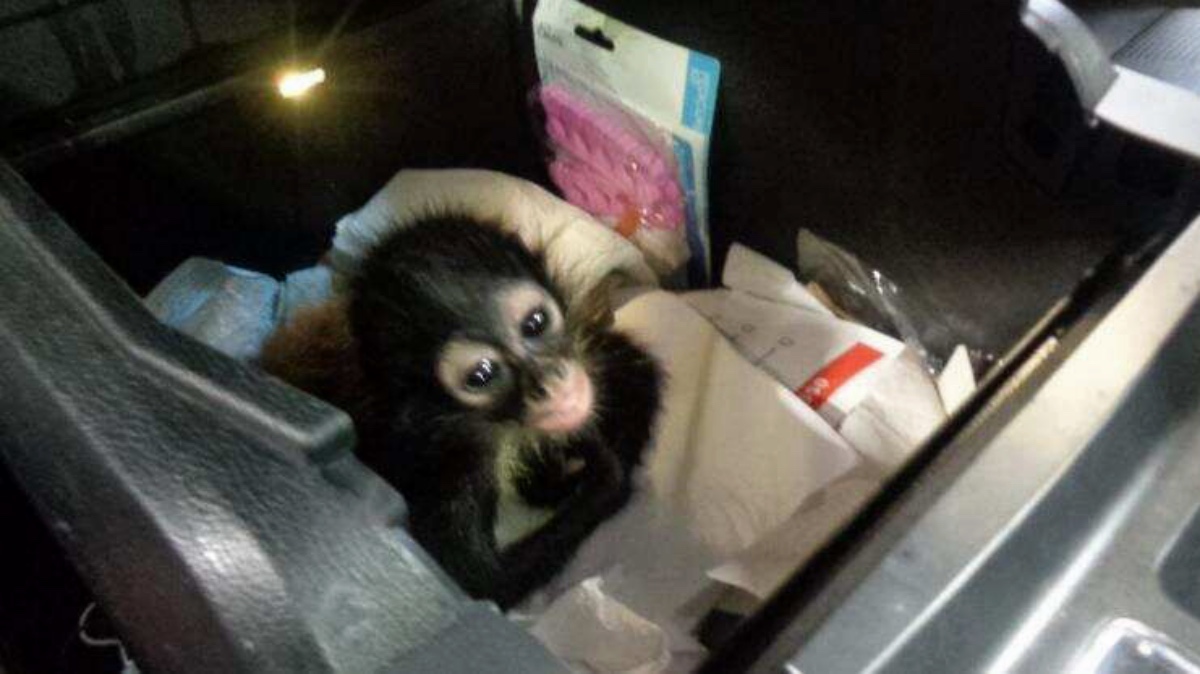 Descubren a este changuito en peligro de extinción que cruzaba la ...