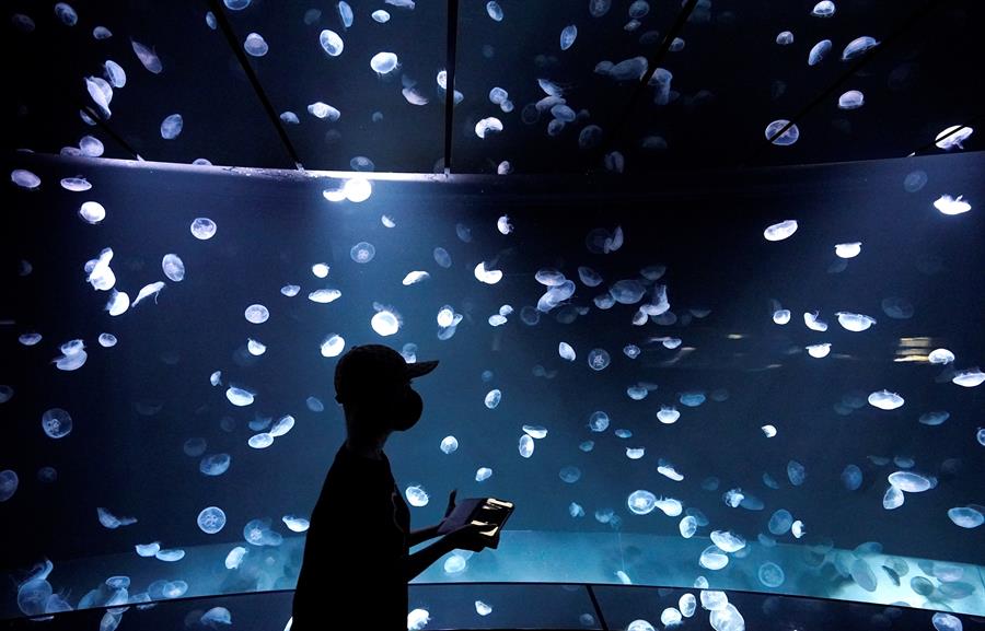 Acuario de Tokio reabre sus puertas e inaugura tanque gigante de ...