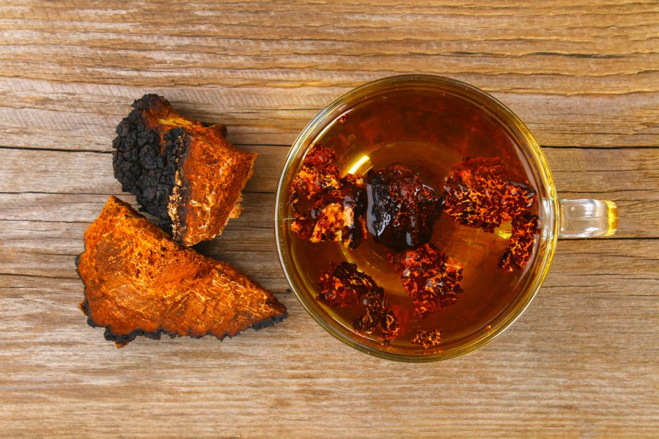 ¿Cuáles son los usos médicos del hongo chaga? - La Opinión