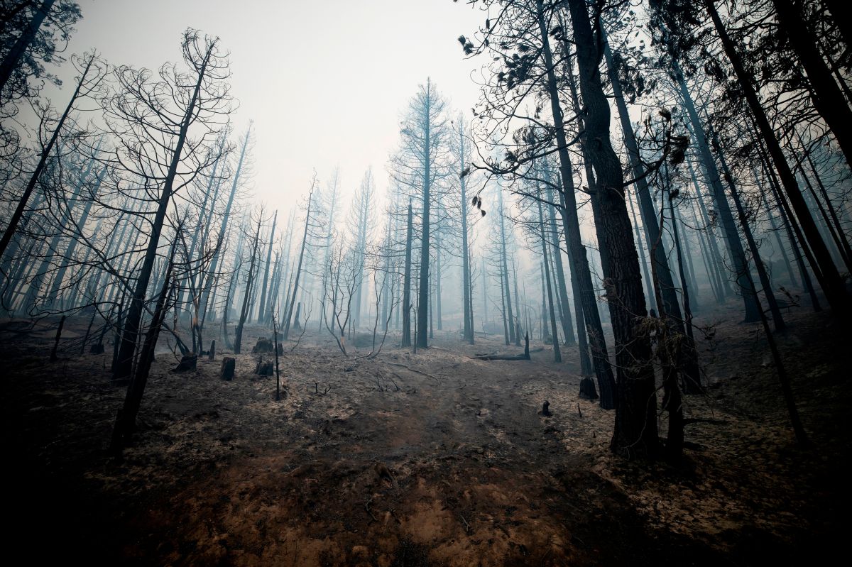 Cerrarán 8 bosques nacionales de California debido a altas temperaturas ...