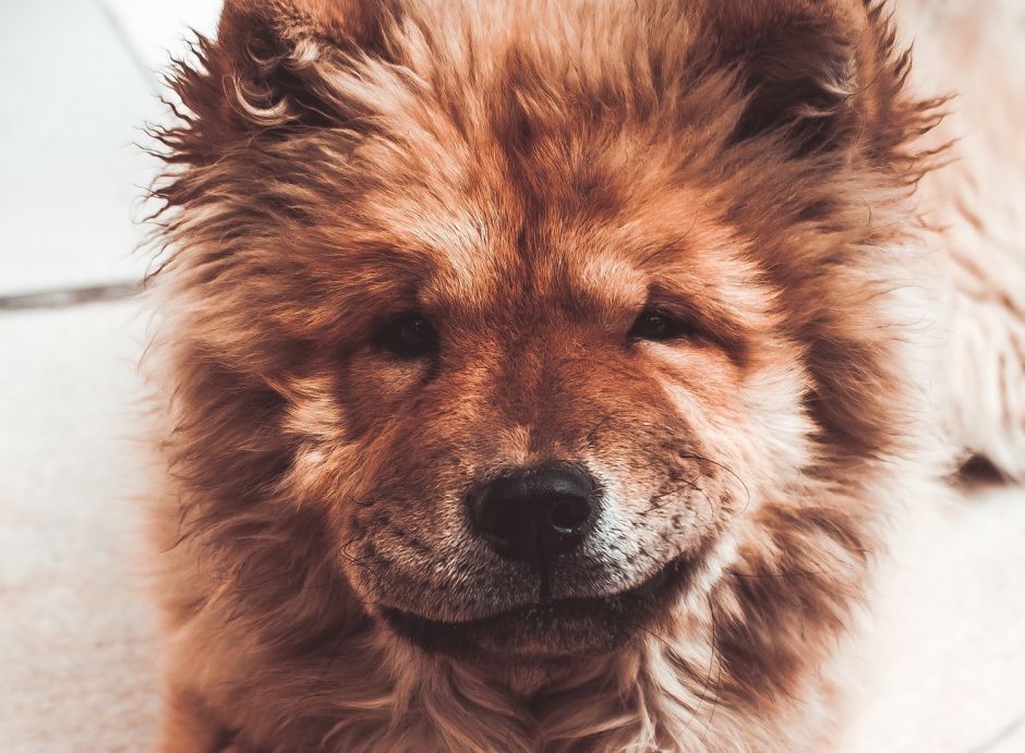 Las imágenes de un perro que se ha hecho muy popular en redes te ...