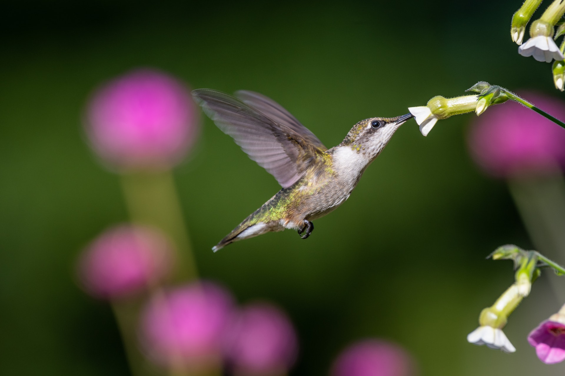 ¿Cuál es el significado espiritual de ver un colibrí? - La Opinión