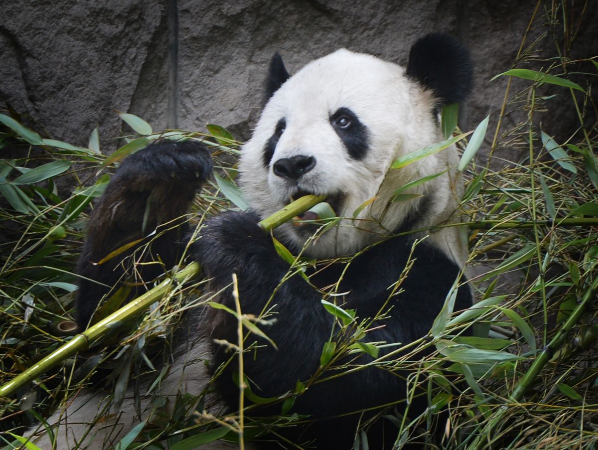 VIDEO: Panda travieso escala una barda y se fuga de un zoológico en ...
