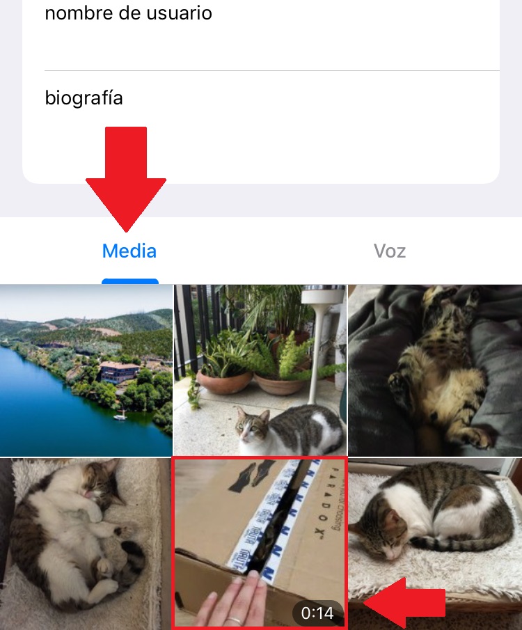 Paso a paso, cómo encontrar dónde Telegram guarda los videos - La Opinión