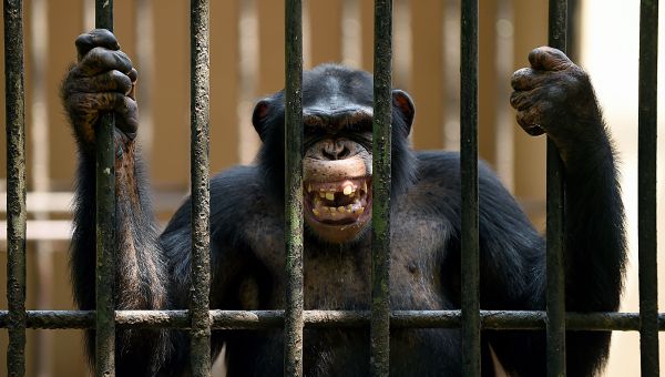 Se cumplen 20 años del aterrador ataque de “Frodo”, el chimpancé que se ...