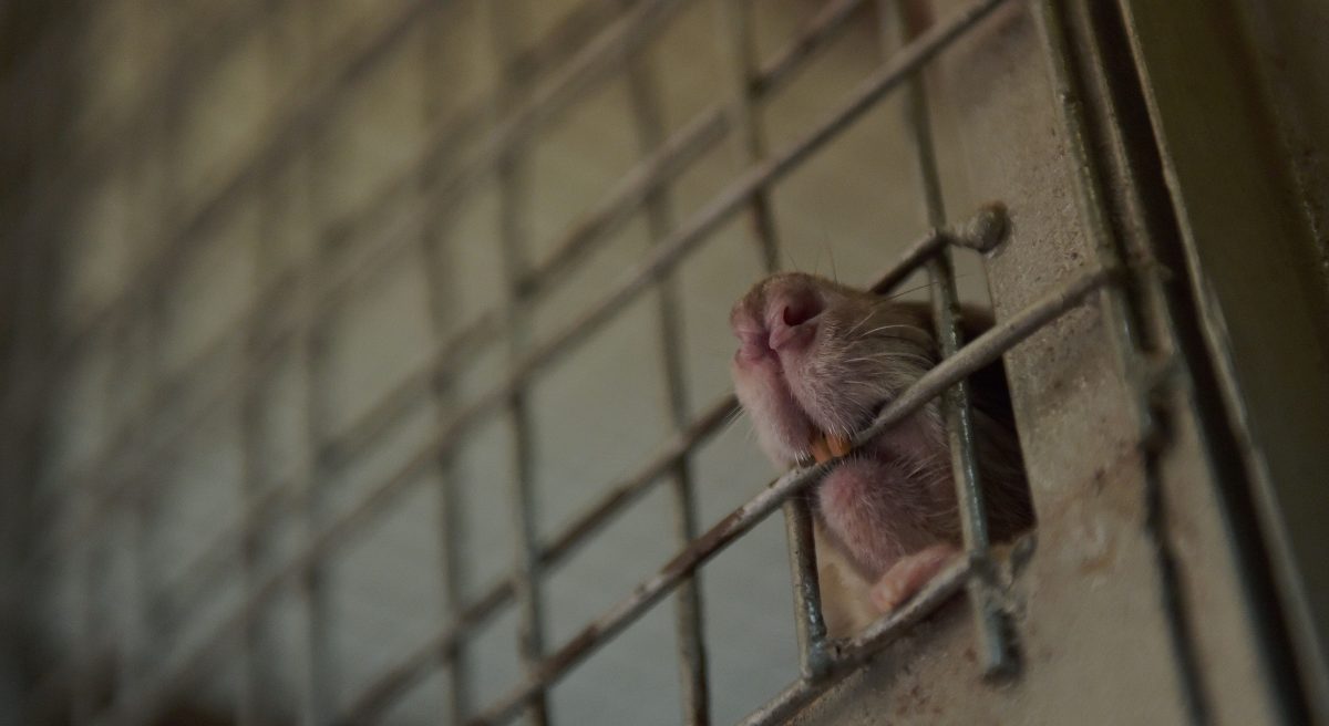 Rata de 9 pulgadas ataca a anciana mientras dormía; huellas delatan que ...