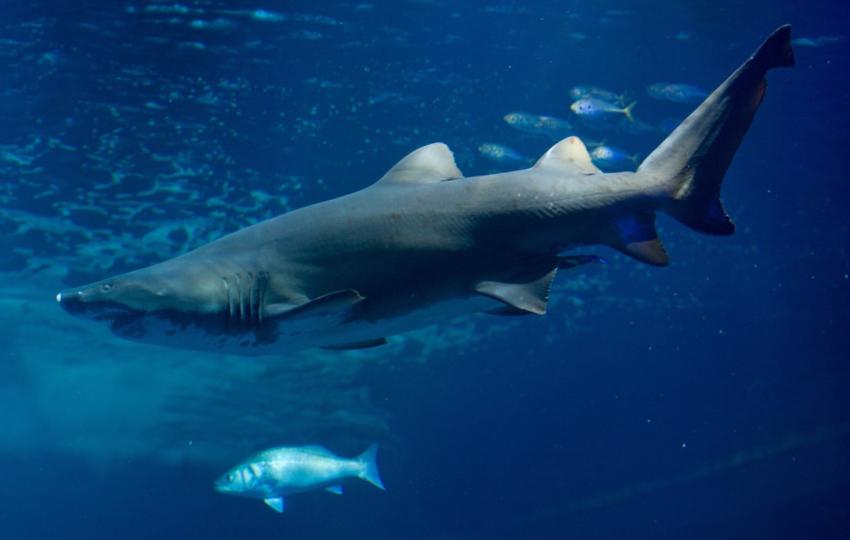 Tiburón se traga una cámara y logran grabar su interior; video se ...