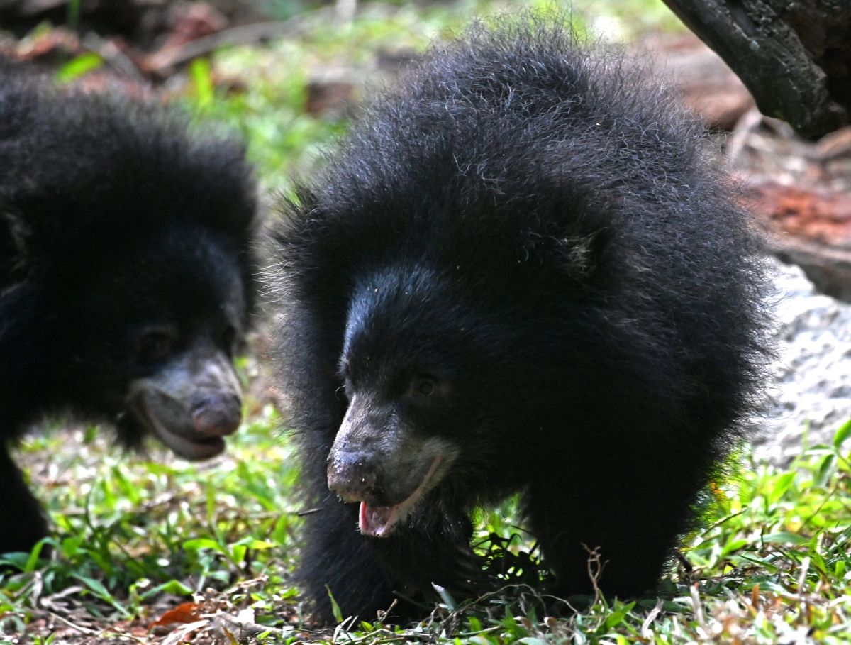Oso perezoso mata a una pareja “desgarrando sus cuerpos” antes de pasar ...
