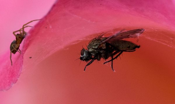 Mosca carnívora reaparece en Francia luego de 100 años; se creía ...